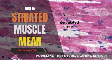 The Function Of Pectinate Muscles Explained | CyVigor