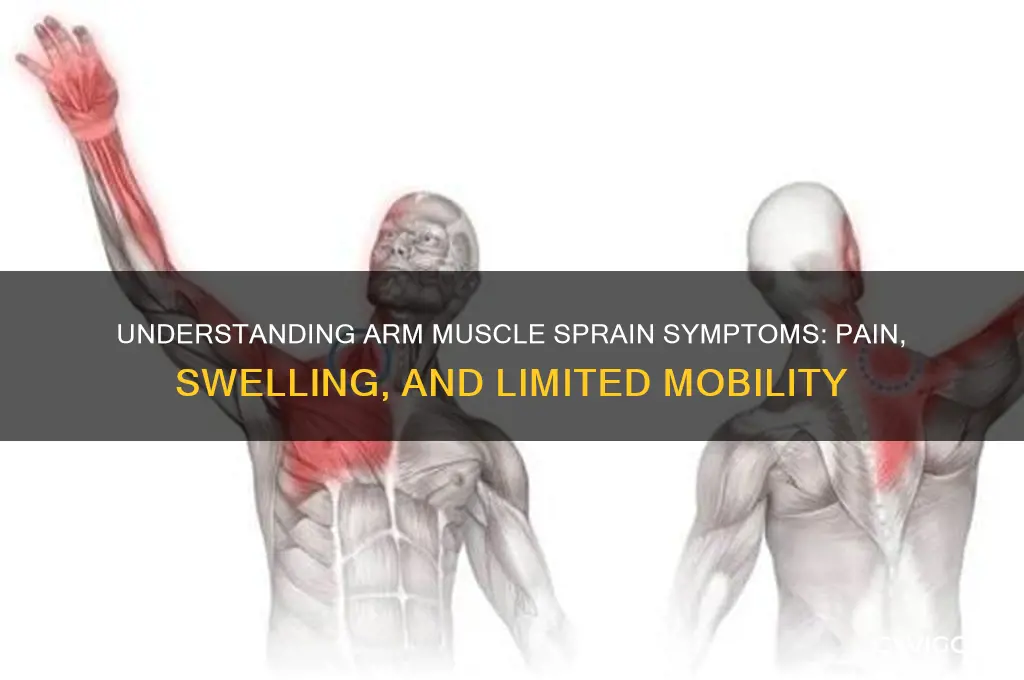 Understanding Arm Muscle Sprain Symptoms: Pain, Swelling, And Limited ...