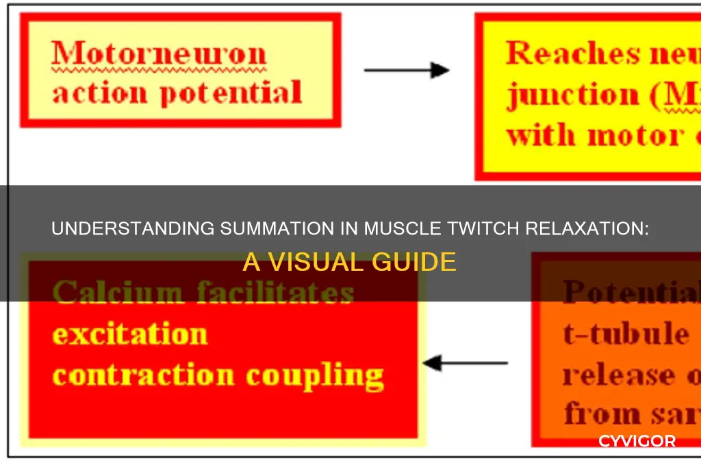 Understanding Summation In Muscle Twitch Relaxation: A Visual Guide ...
