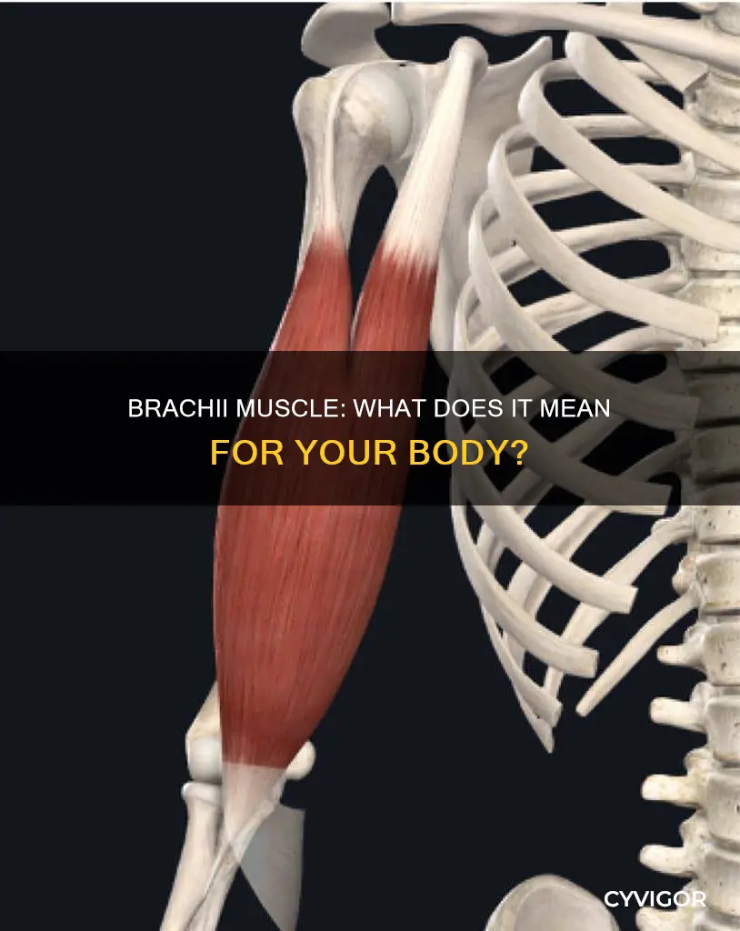 Brachii Muscle: What Does It Mean For Your Body? | CyVigor