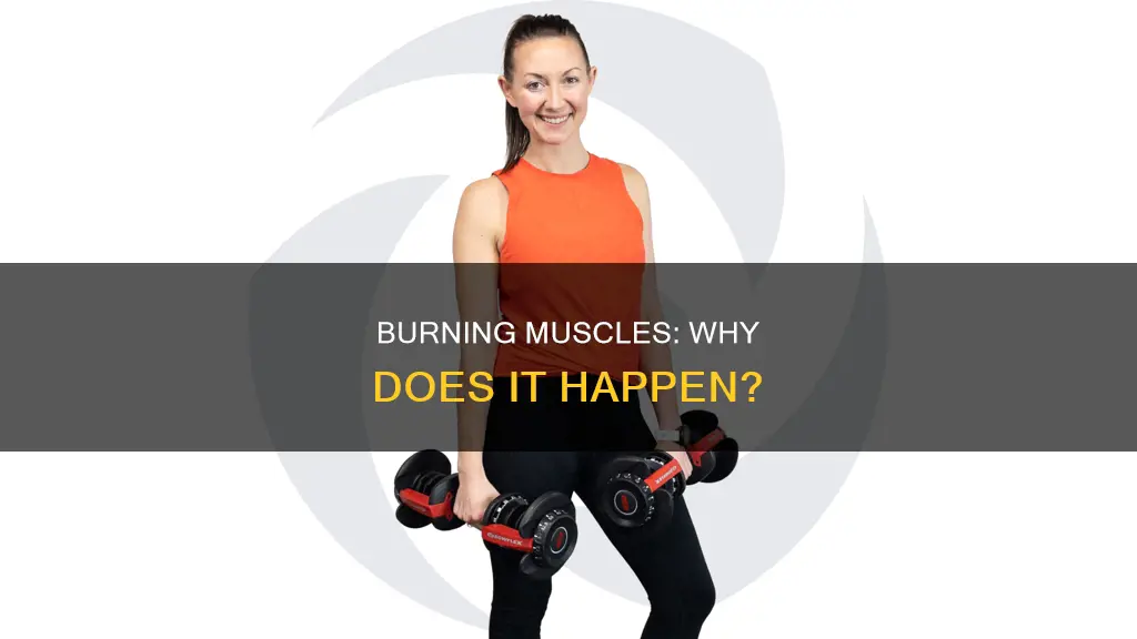 Burning Muscles: Why Does It Happen? | CyVigor
