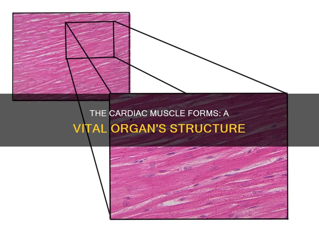 The Cardiac Muscle Forms: A Vital Organ's Structure | CyVigor