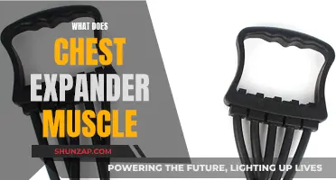 The Role And Function Of The Cremaster Muscle | CyVigor