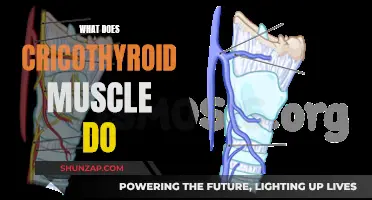 Buccinator Muscle: The Facial Powerhouse Explained | CyVigor