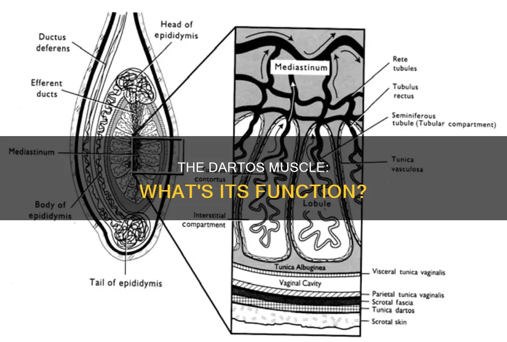 The Dartos Muscle: What's Its Function? | CyVigor