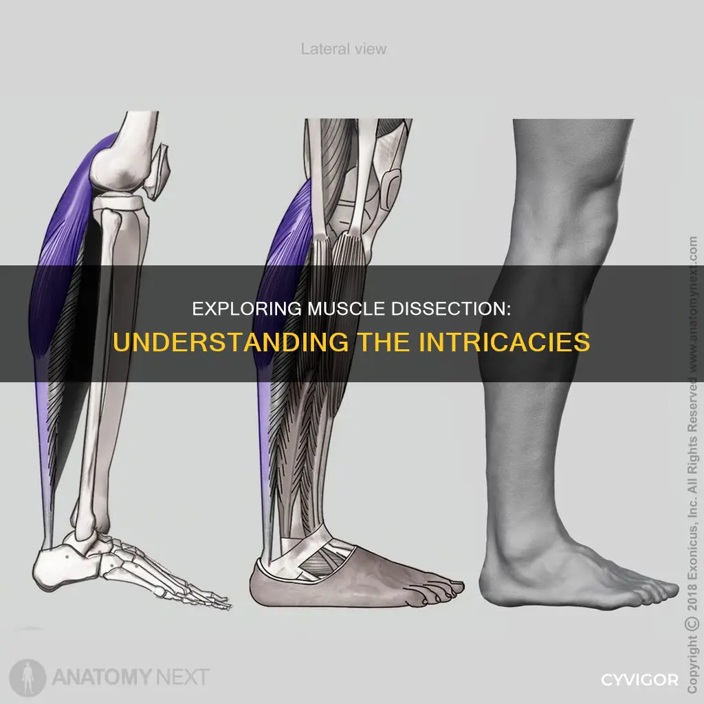 Exploring Muscle Dissection: Understanding The Intricacies | CyVigor