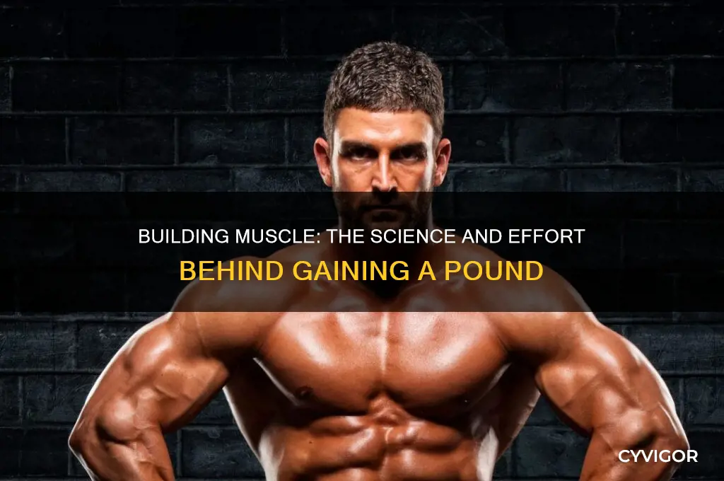 Building Muscle: The Science And Effort Behind Gaining A Pound | CyVigor