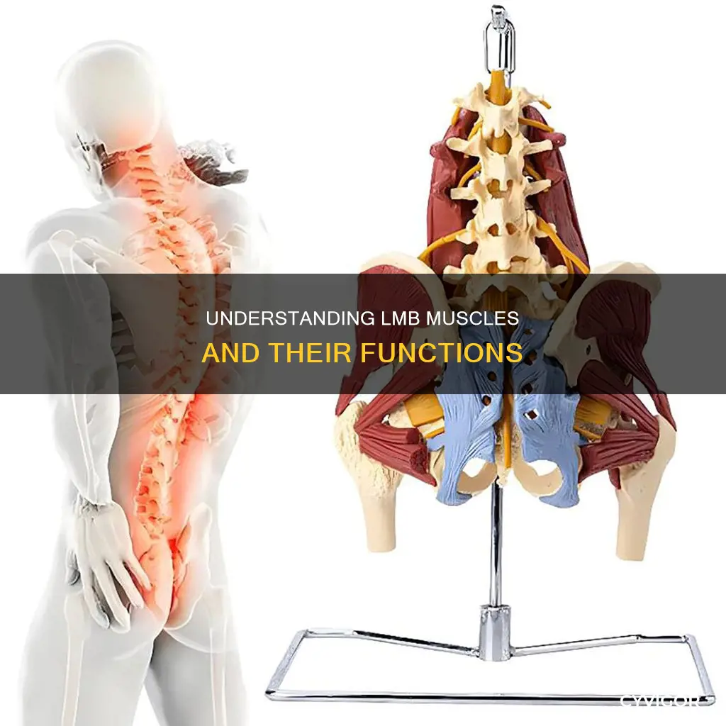 Understanding Lmb Muscles And Their Functions | CyVigor