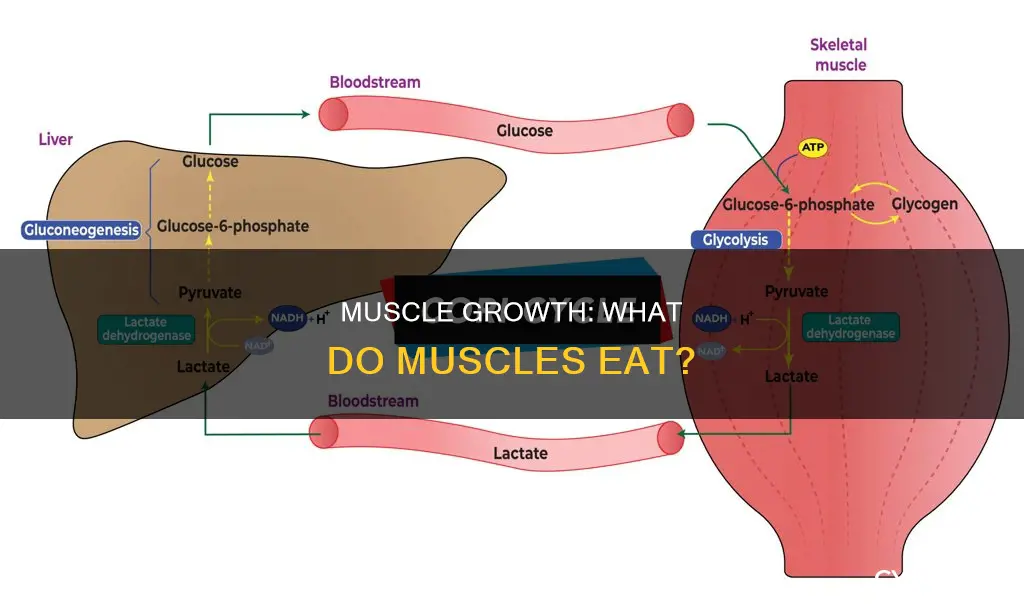 Muscle Growth: What Do Muscles Eat? | CyVigor