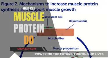 Understanding Muscle Insertion: How Muscles Attach And Function | CyVigor