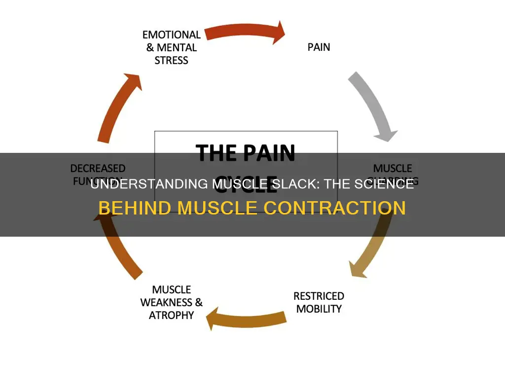 Understanding Muscle Slack: The Science Behind Muscle Contraction | CyVigor