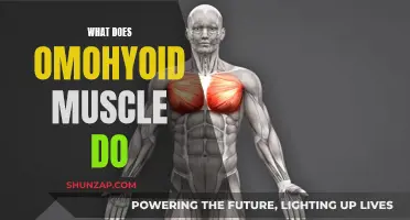 Papillary Muscles: Their Role And Importance In Heart Function | CyVigor