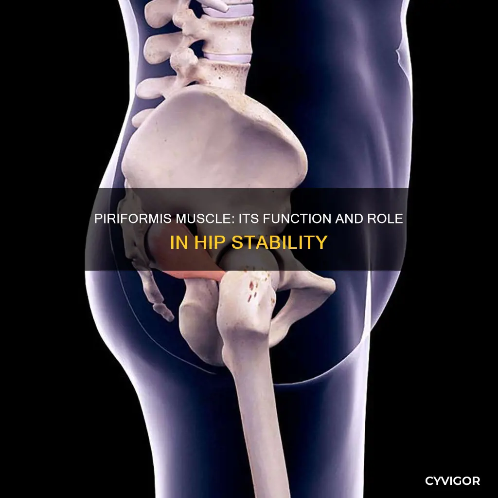 Piriformis Muscle: Its Function And Role In Hip Stability | CyVigor