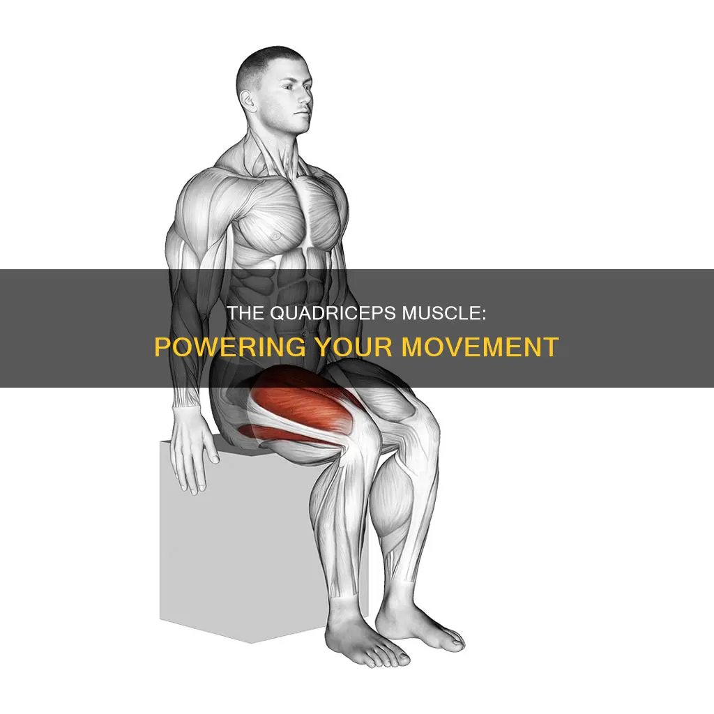 The Quadriceps Muscle: Powering Your Movement | CyVigor