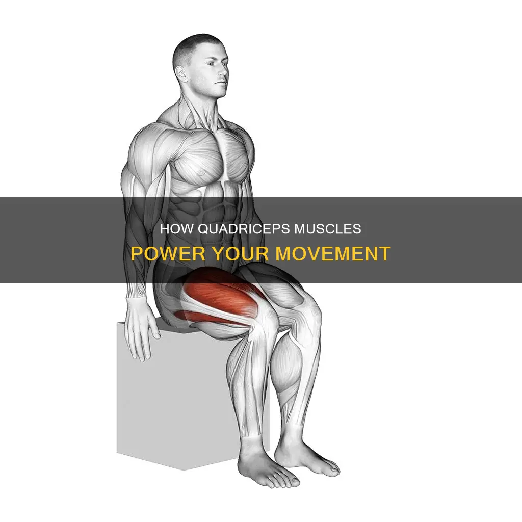 How Quadriceps Muscles Power Your Movement | CyVigor
