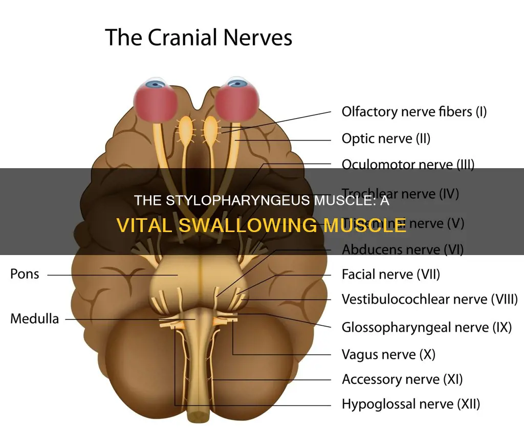 The Stylopharyngeus Muscle: A Vital Swallowing Muscle | CyVigor