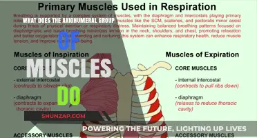 Erector Spinae Muscle Group: Functions, Importance, And Role In Posture ...