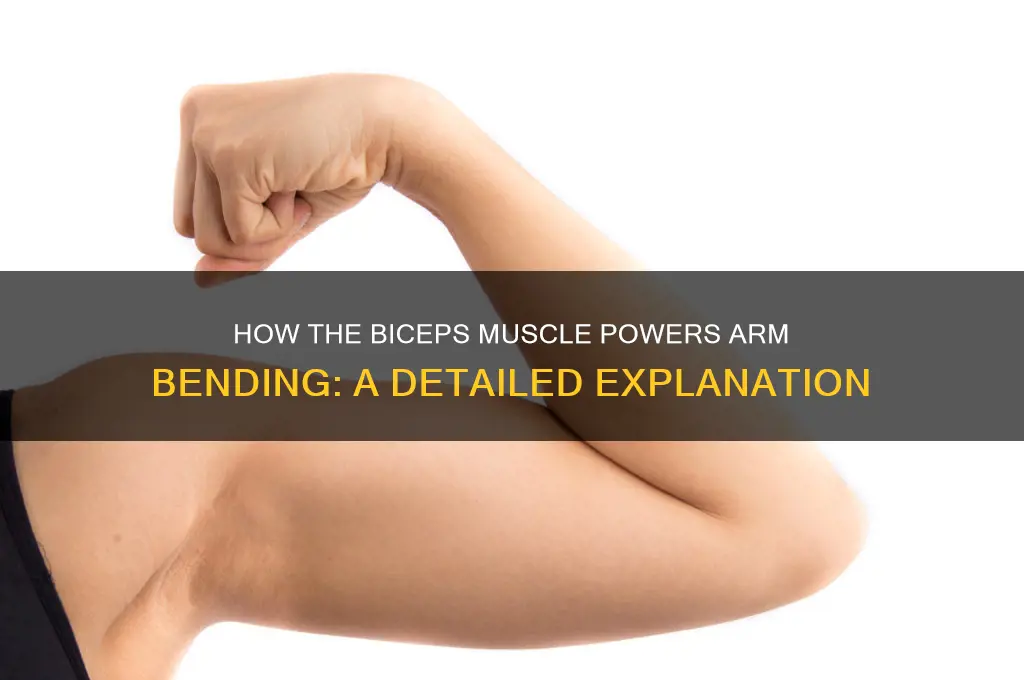 How The Biceps Muscle Powers Arm Bending: A Detailed Explanation | CyVigor