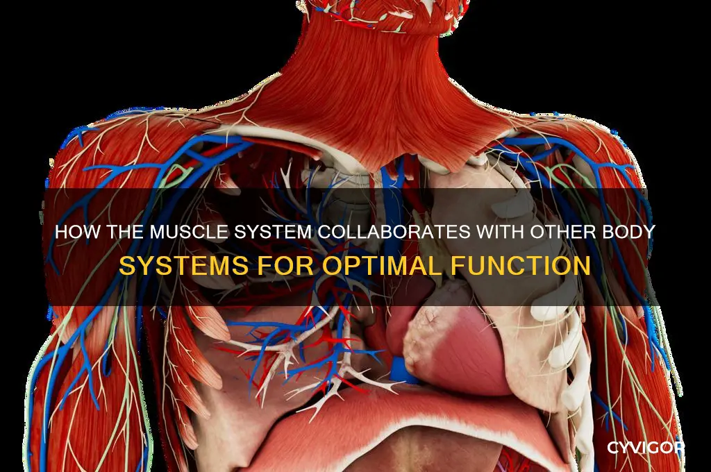 How The Muscle System Collaborates With Other Body Systems For Optimal ...