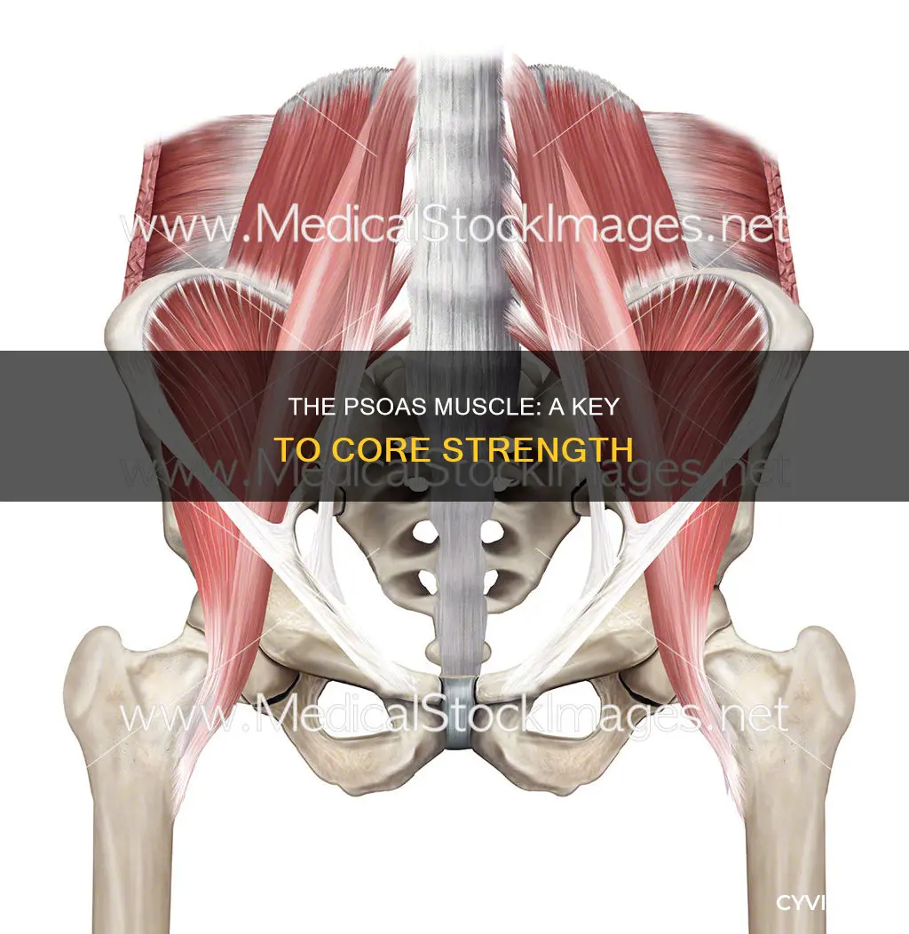 The Psoas Muscle: A Key To Core Strength | CyVigor