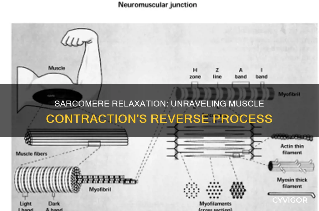 Sarcomere Relaxation: Unraveling Muscle Contraction's Reverse Process ...