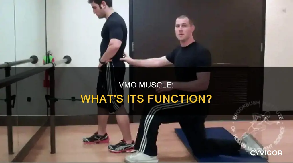 Vmo Muscle: What's Its Function? | CyVigor