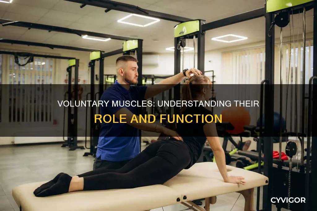 Voluntary Muscles: Understanding Their Role And Function | CyVigor