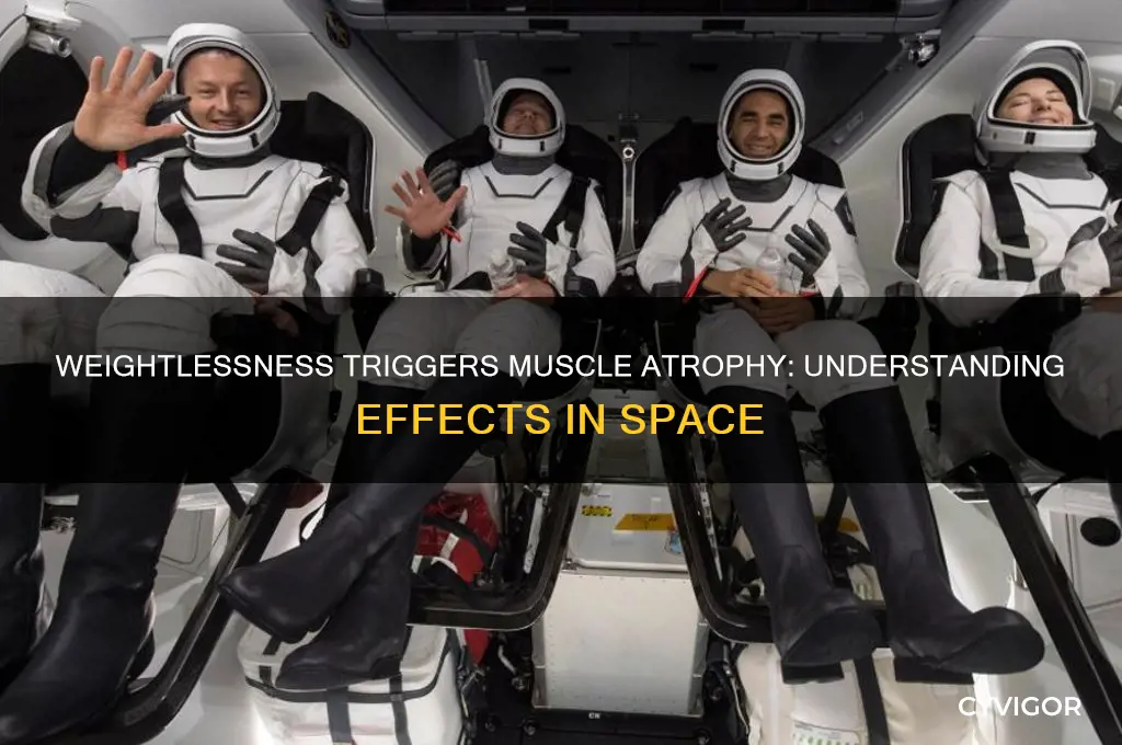 Weightlessness Triggers Muscle Atrophy: Understanding Effects In Space ...