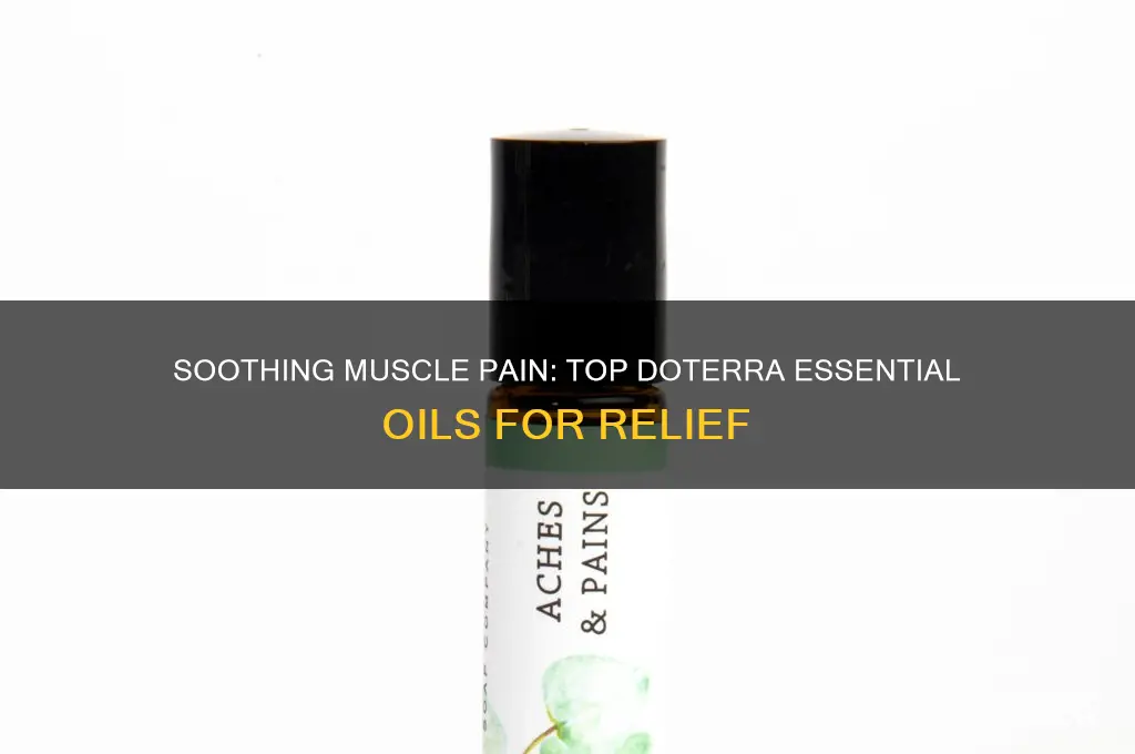 Soothing Muscle Pain: Top Doterra Essential Oils For Relief | CyVigor