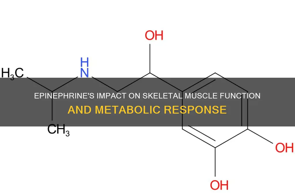 Epinephrine's Impact On Skeletal Muscle Function And Metabolic Response ...