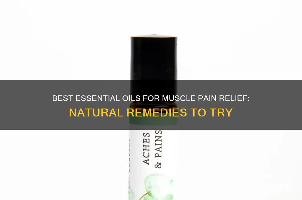 Best Essential Oils For Muscle Pain Relief: Natural Remedies To Try ...