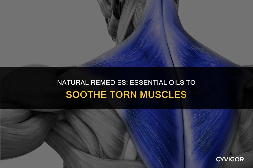 Natural Remedies: Essential Oils To Soothe Torn Muscles | CyVigor