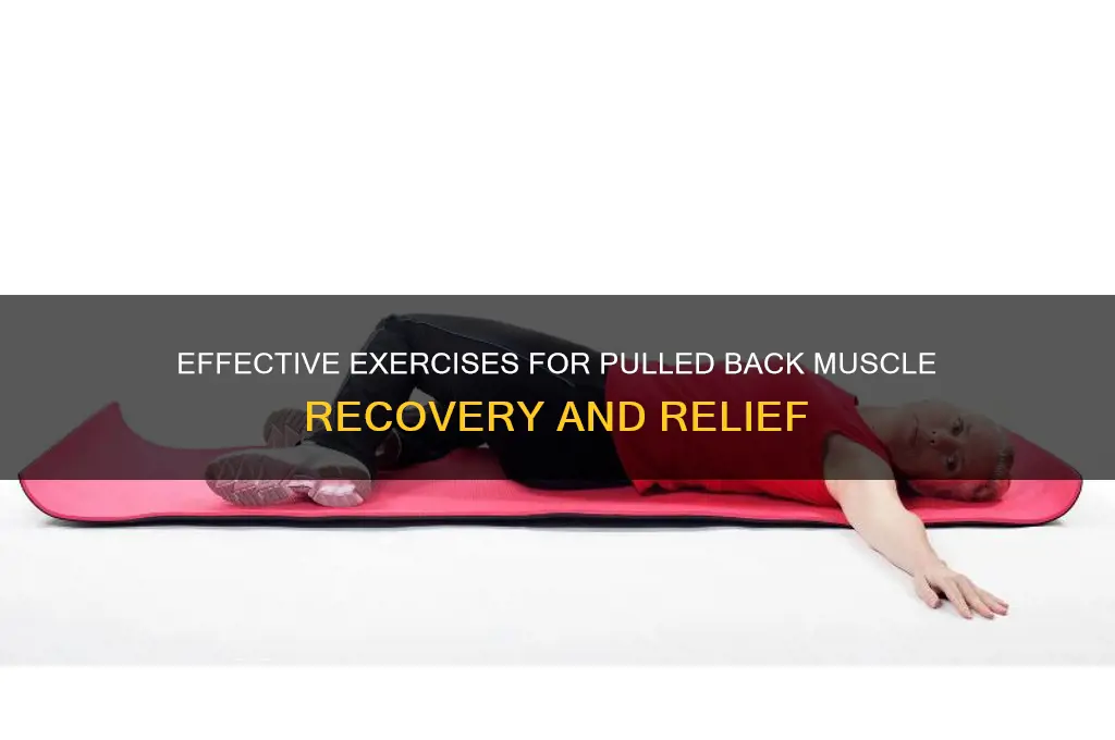 Effective Exercises For Pulled Back Muscle Recovery And Relief | CyVigor