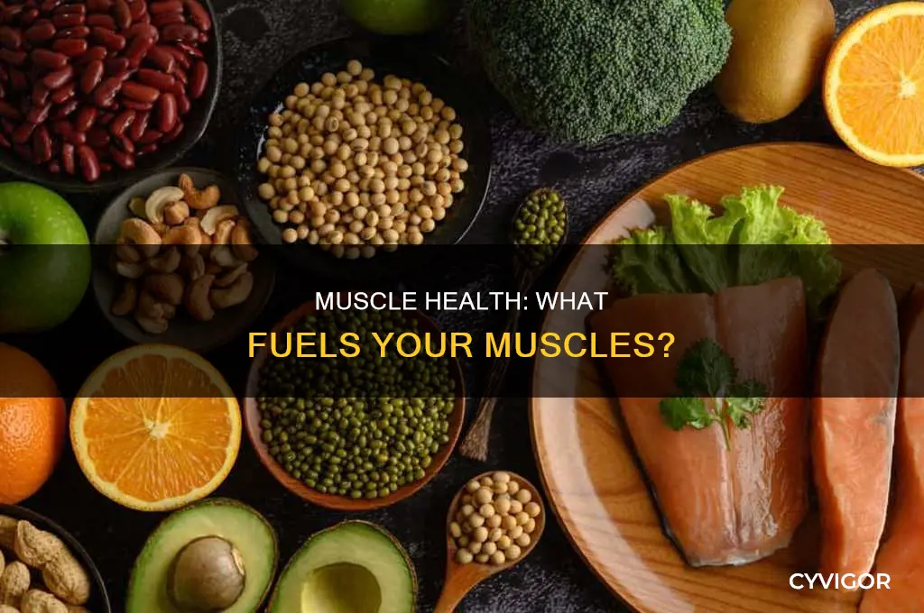 Muscle Health: What Fuels Your Muscles? | CyVigor