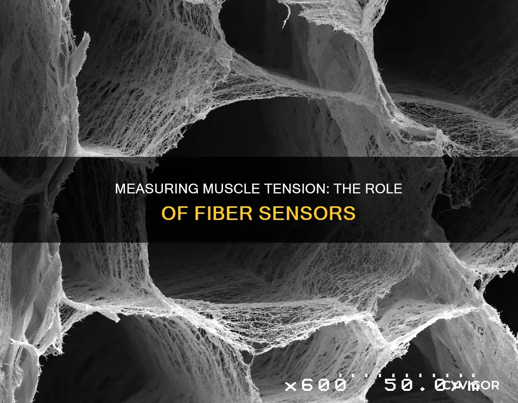 Measuring Muscle Tension: The Role Of Fiber Sensors | CyVigor