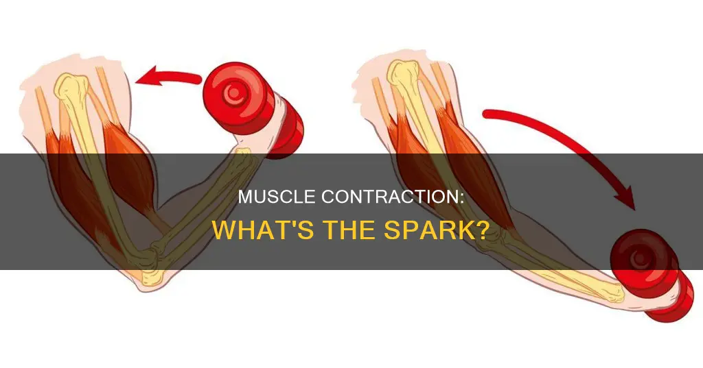 Muscle Contraction: What's The Spark? | CyVigor