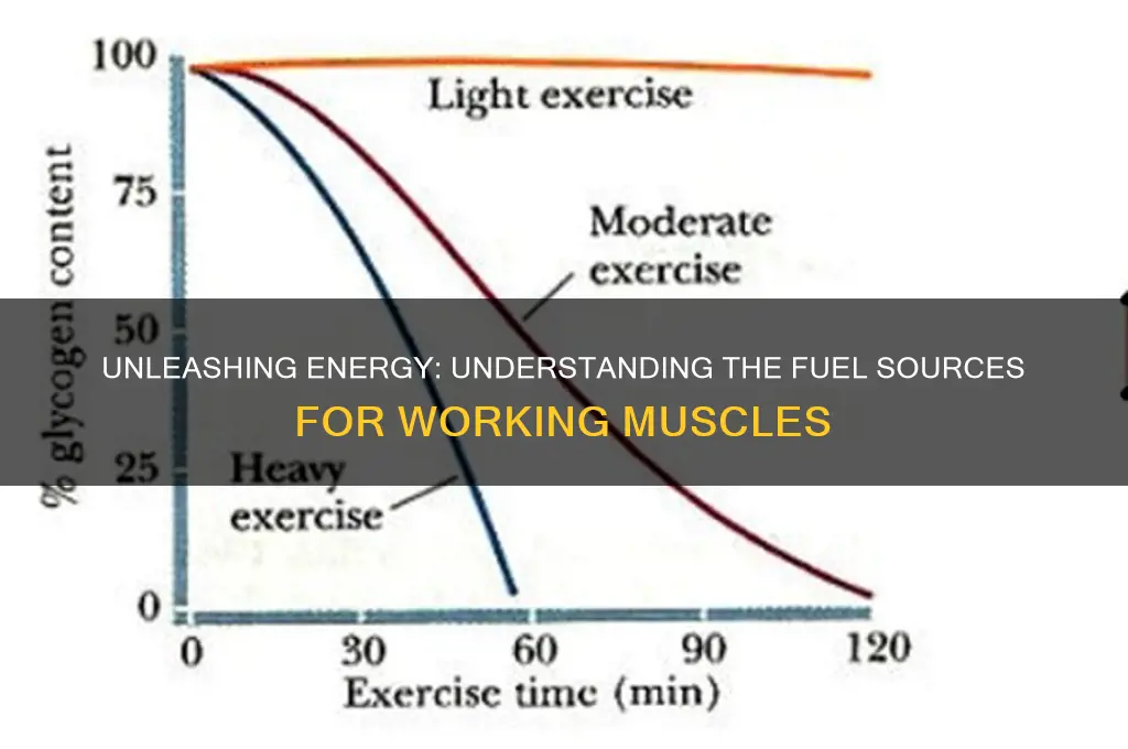 Unleashing Energy: Understanding The Fuel Sources For Working Muscles ...