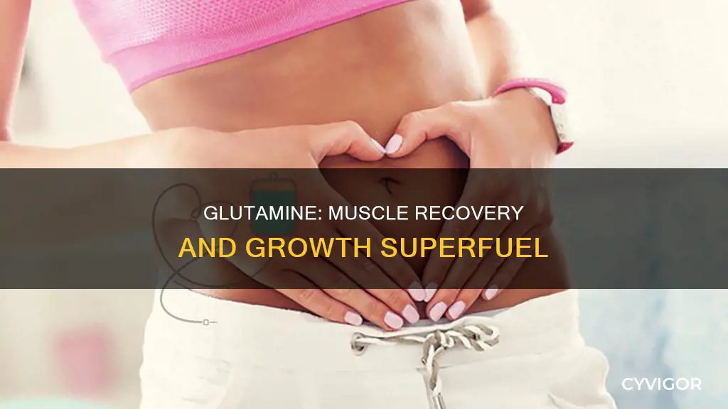 Glutamine: Muscle Recovery And Growth Superfuel | CyVigor