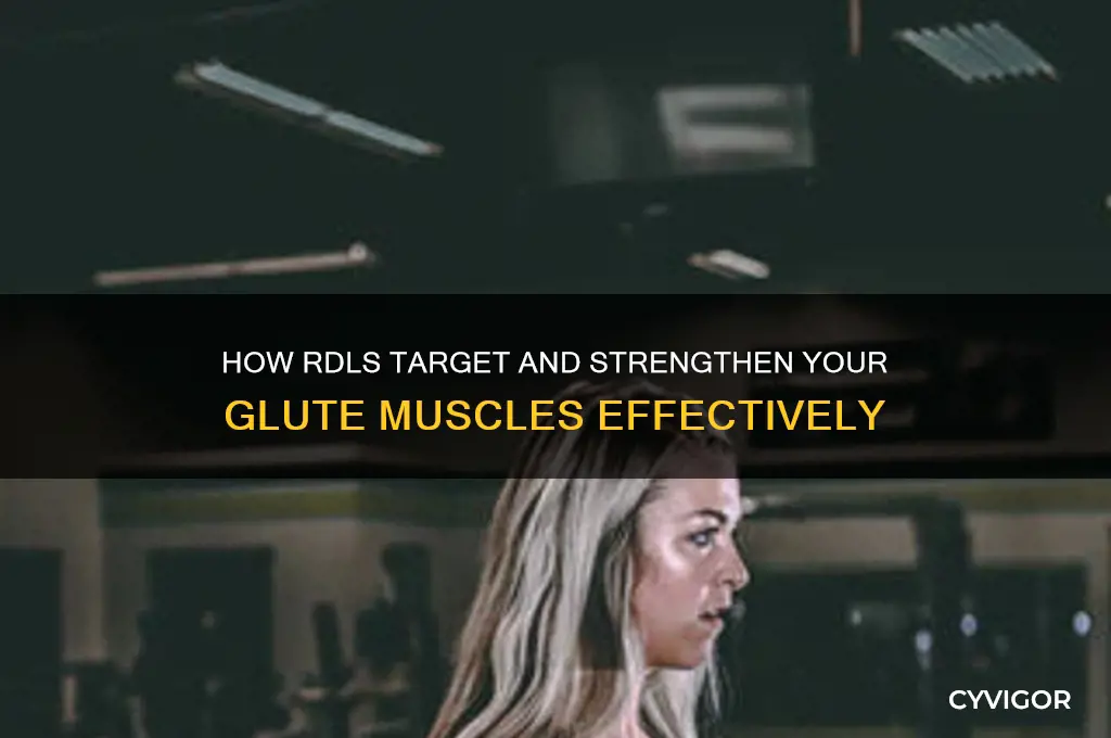 How Rdls Target And Strengthen Your Glute Muscles Effectively | CyVigor