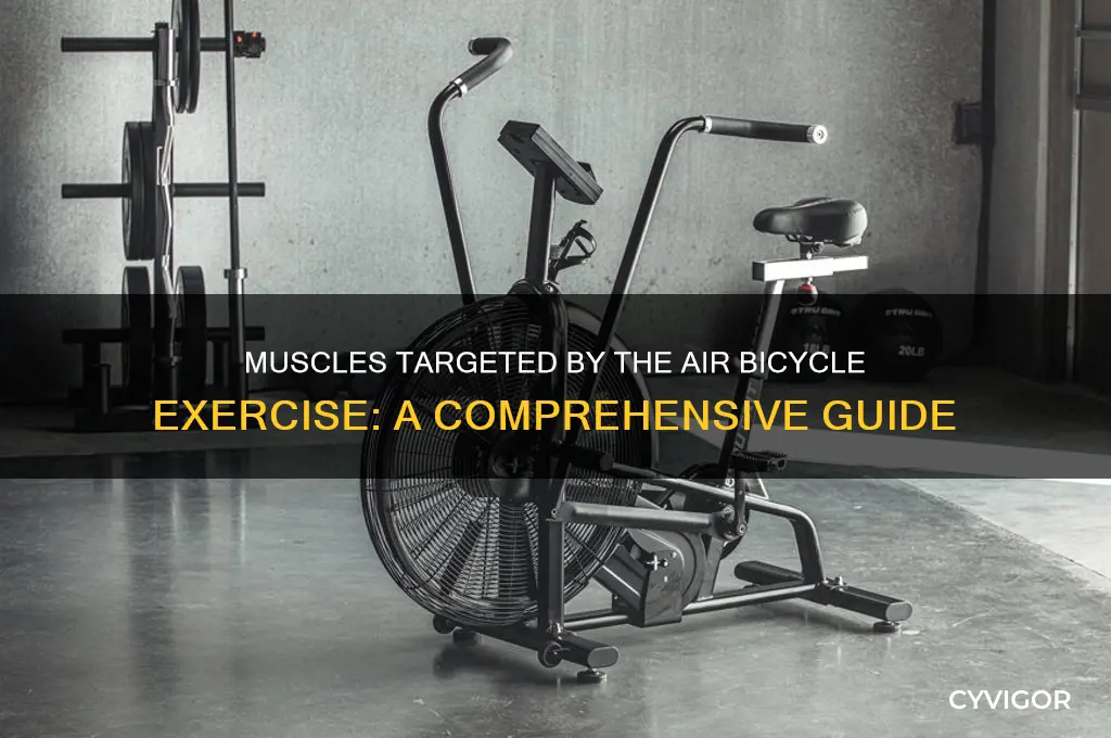 Muscles Targeted By The Air Bicycle Exercise: A Comprehensive Guide ...