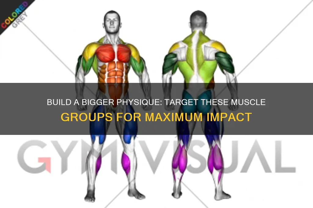 Build A Bigger Physique: Target These Muscle Groups For Maximum Impact ...