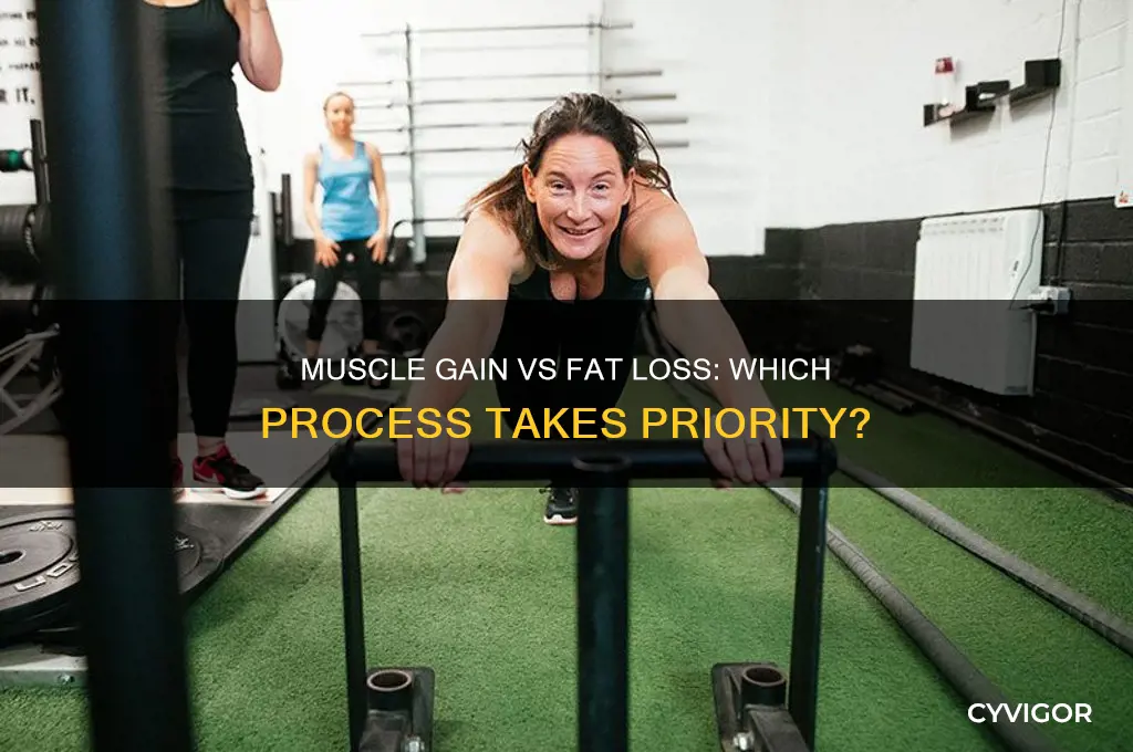 Muscle Gain Vs Fat Loss: Which Process Takes Priority? | CyVigor