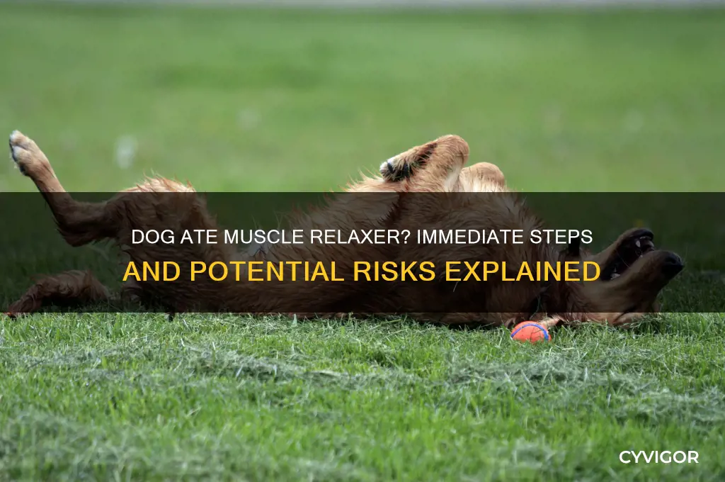 Dog Ate Muscle Relaxer? Immediate Steps And Potential Risks Explained ...