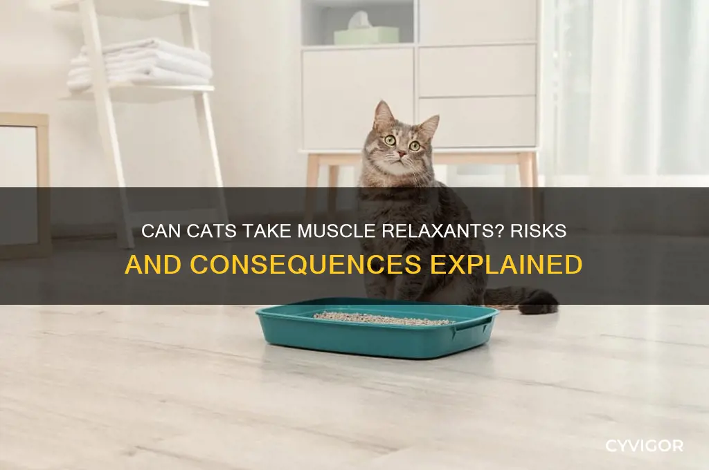 Can Cats Take Muscle Relaxants? Risks And Consequences Explained | CyVigor