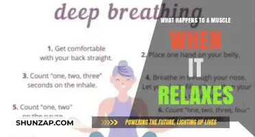 Skeletal Muscle Dynamics: Relaxation Vs. Contraction Explained | CyVigor