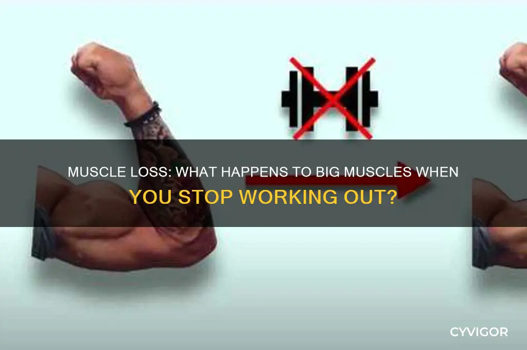 Muscle Loss: What Happens To Big Muscles When You Stop Working Out ...