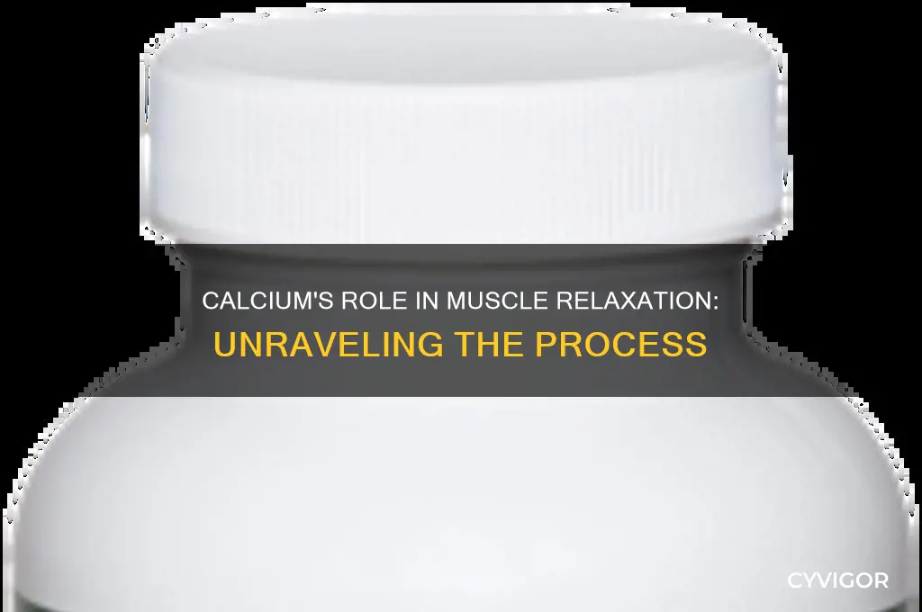 Calcium's Role In Muscle Relaxation: Unraveling The Process | CyVigor