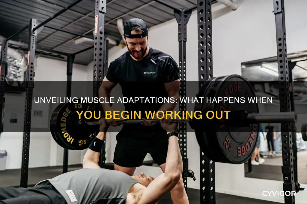 Unveiling Muscle Adaptations: What Happens When You Begin Working Out ...