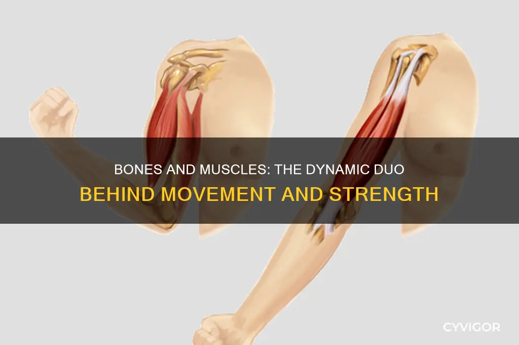Bones And Muscles: The Dynamic Duo Behind Movement And Strength | CyVigor