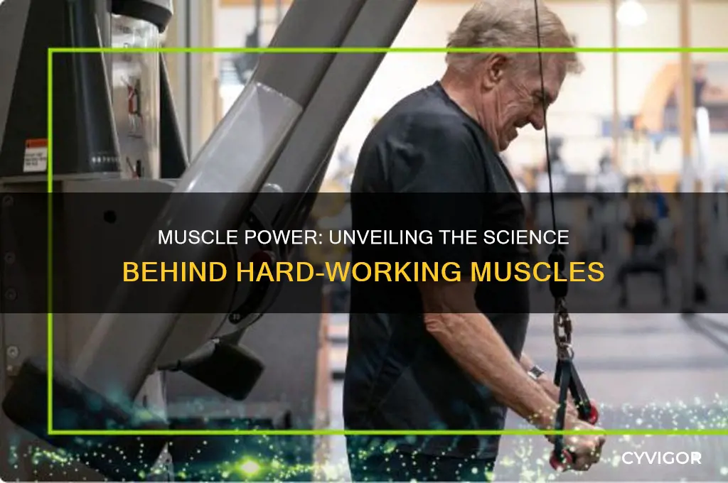 Muscle Power: Unveiling The Science Behind Hard-Working Muscles | CyVigor